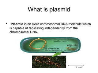 Plasmid | PPT