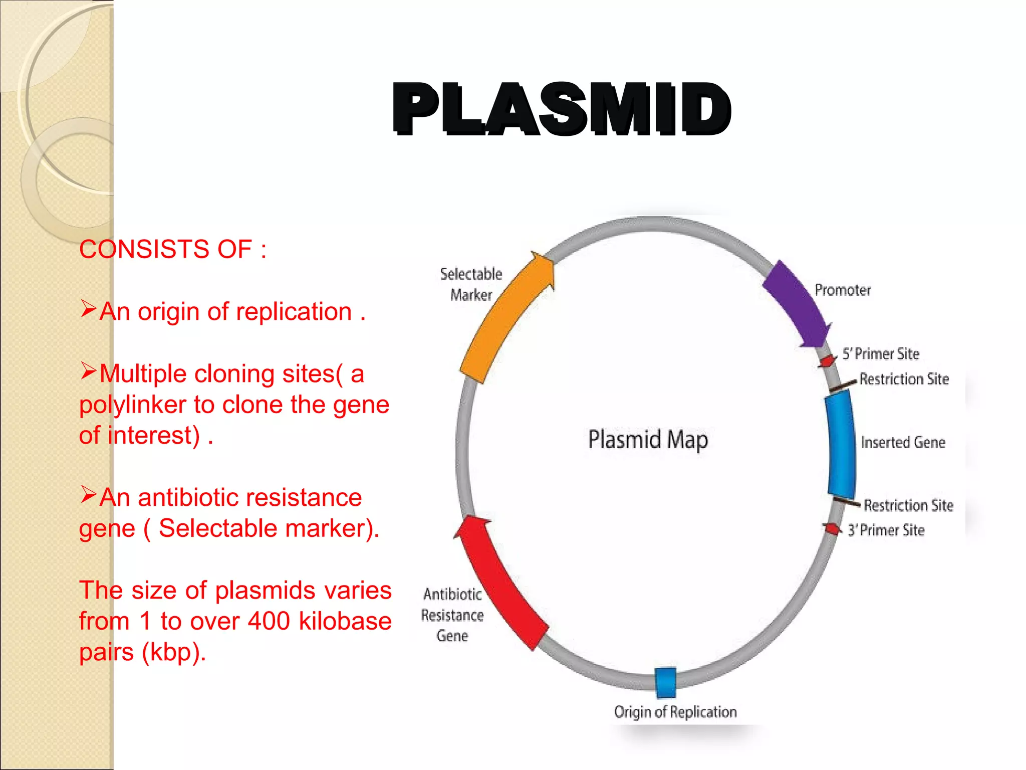 Plasmid | PPT