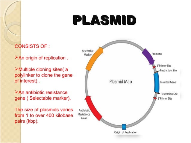 Plasmid | PPT