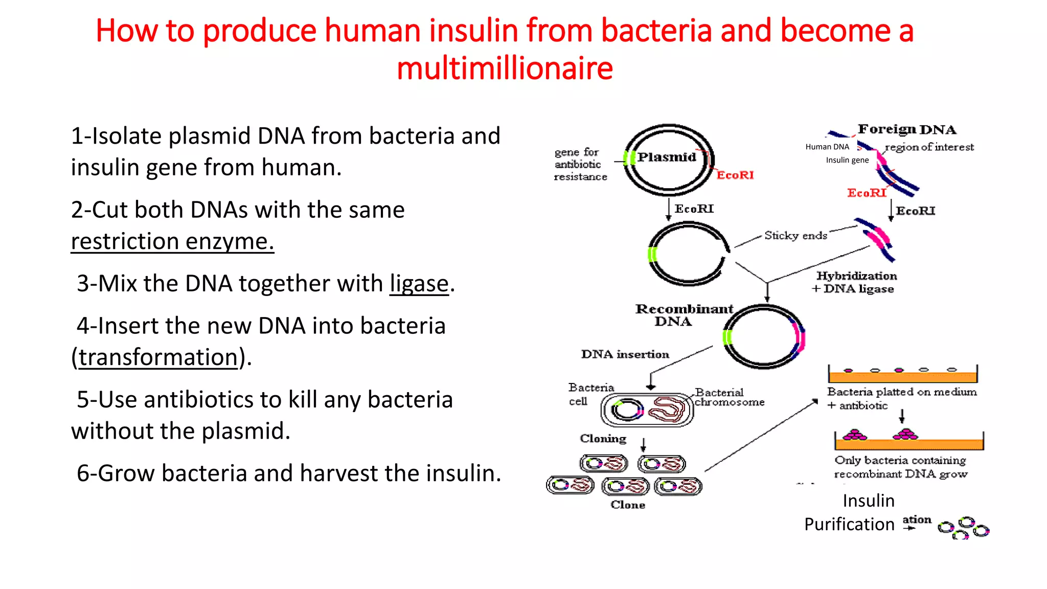 plasmid .genetic engineering.pptx