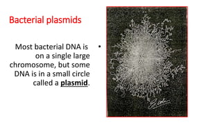 plasmid .genetic engineering.pptx