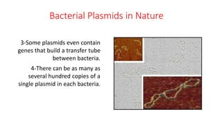 plasmid .genetic engineering.pptx