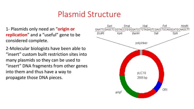 plasmid .genetic engineering.pptx | Chemistry | Science