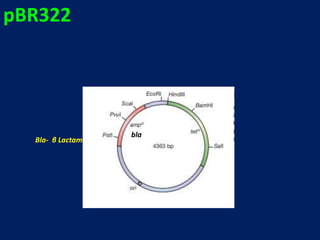 Plasmids Vectors in recombinant dna technology (pBR322) | PPTX