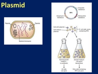 Plasmids Vectors in recombinant dna technology (pBR322) | PPTX