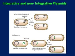 Plasmids Vectors in recombinant dna technology (pBR322) | PPTX