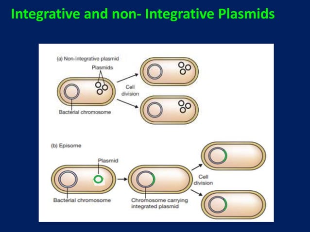 Plasmids Vectors in recombinant dna technology (pBR322) | PPTX ...
