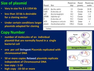 Plasmids Vectors in recombinant dna technology (pBR322) | PPTX