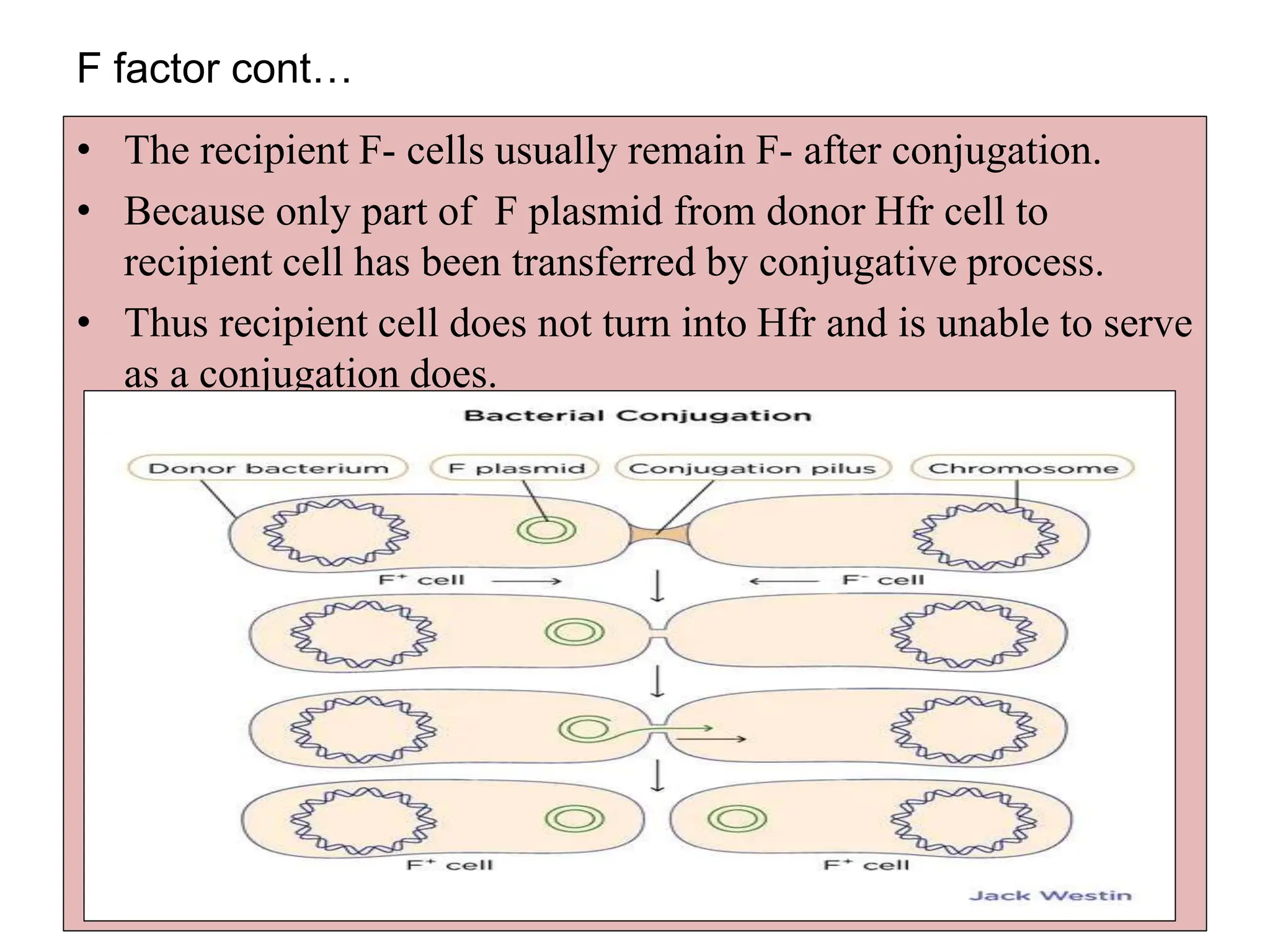 Plasmid: types, structure and functions. | PPTX