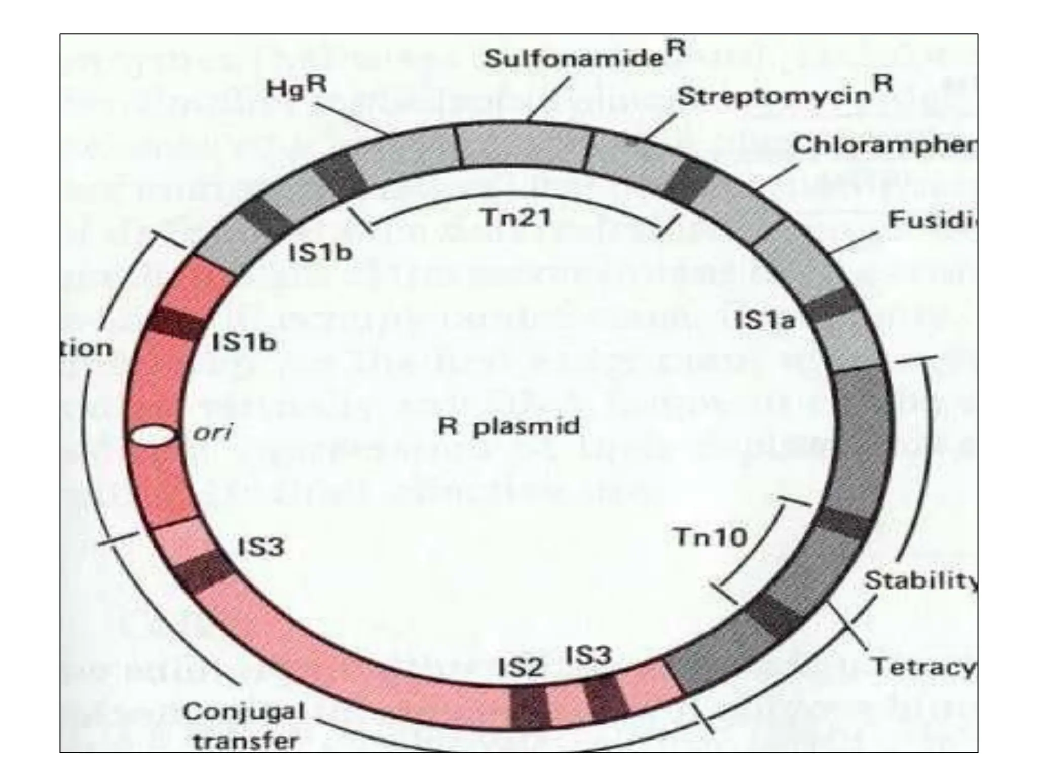 Plasmid: types, structure and functions. | PPTX