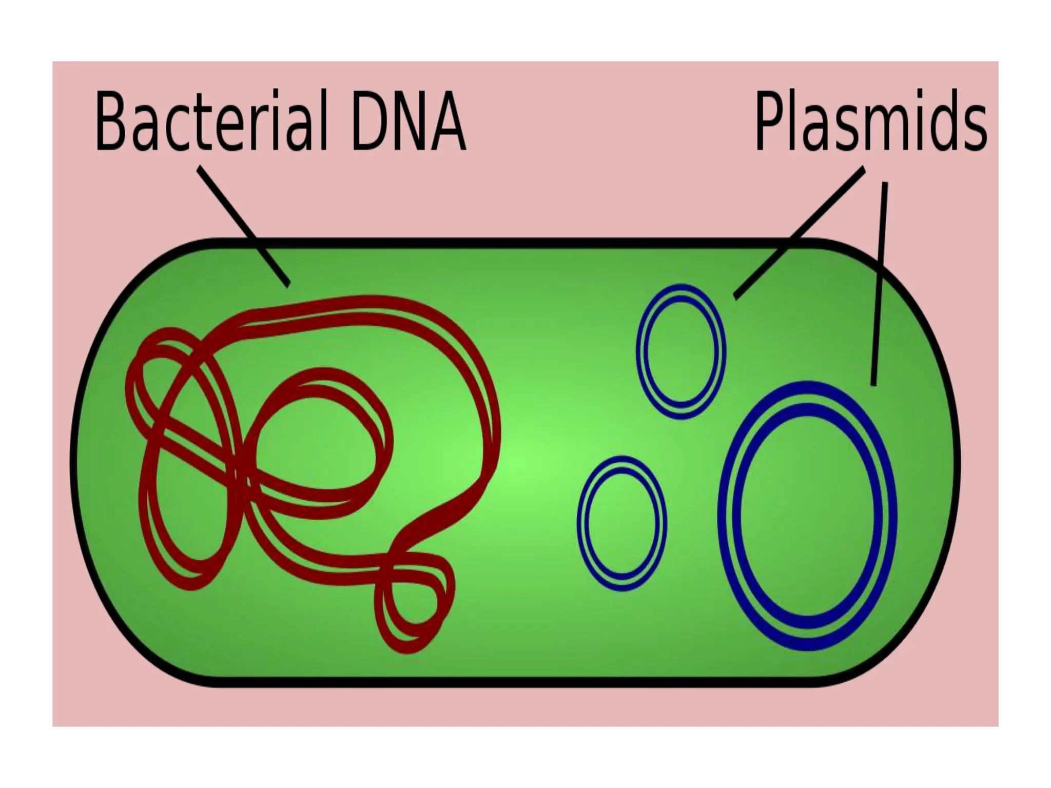 Plasmid: types, structure and functions. | PPTX