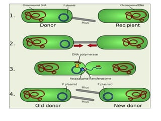 Plasmid: types, structure and functions. | PPTX