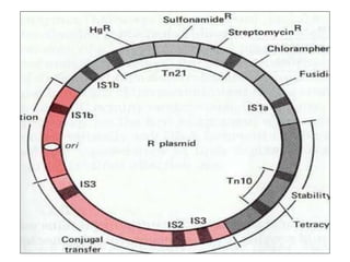 Plasmid: types, structure and functions. | PPTX