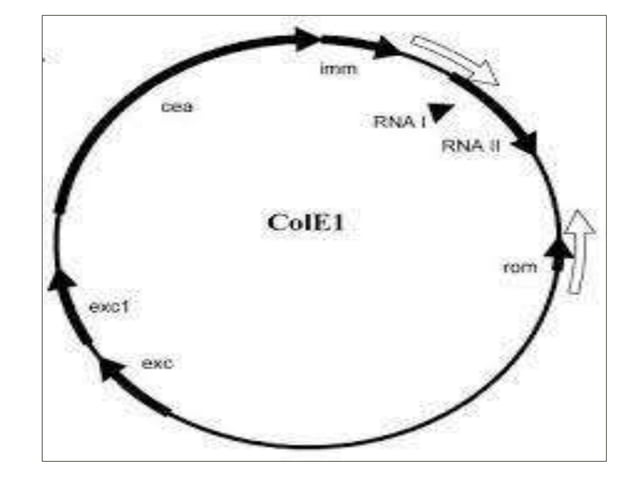 Plasmid Types Structure And Functions Pptx