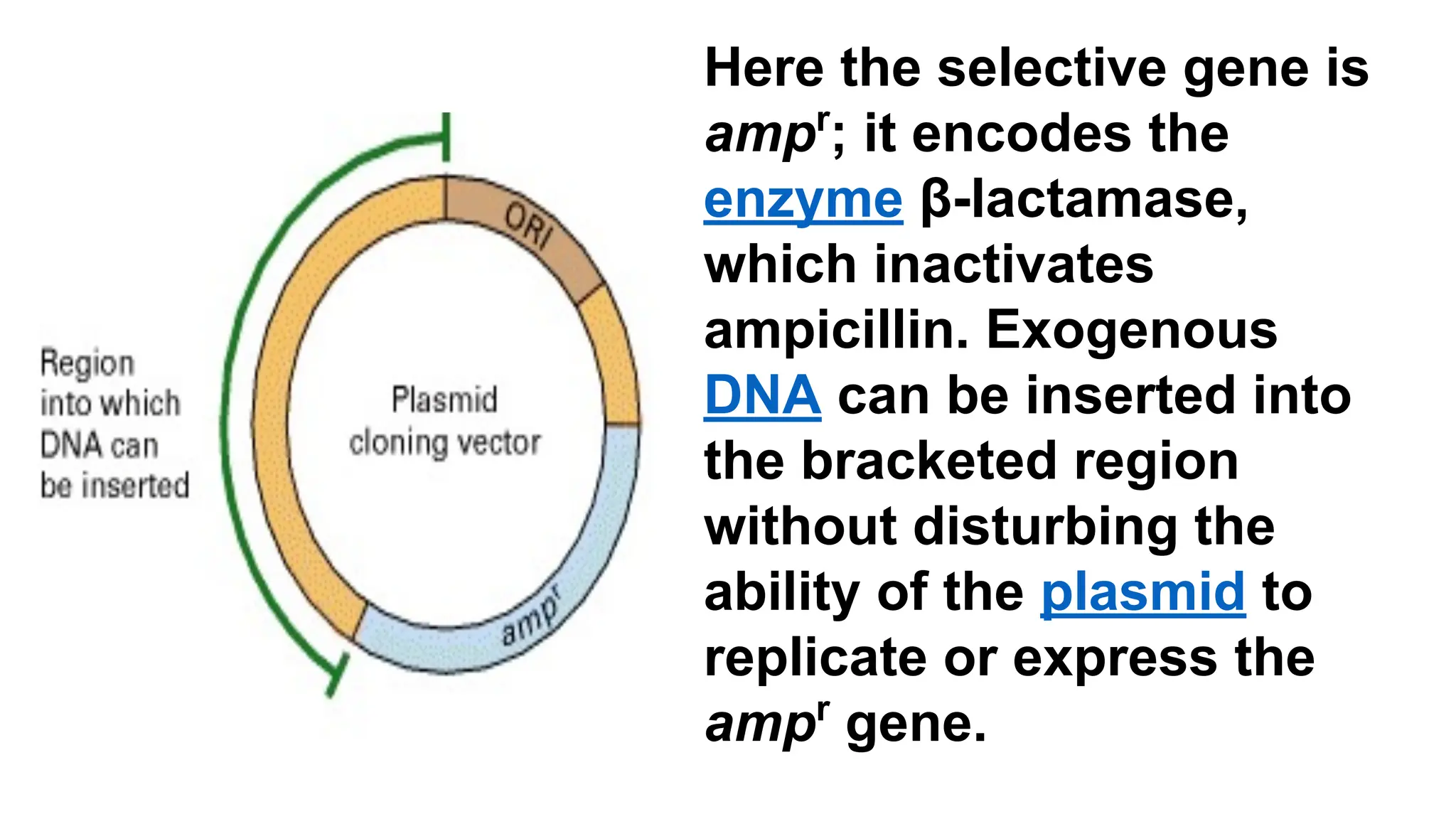 PLASMID DNA PLASMUD VECTOR PLASMID PLASMID | PDF
