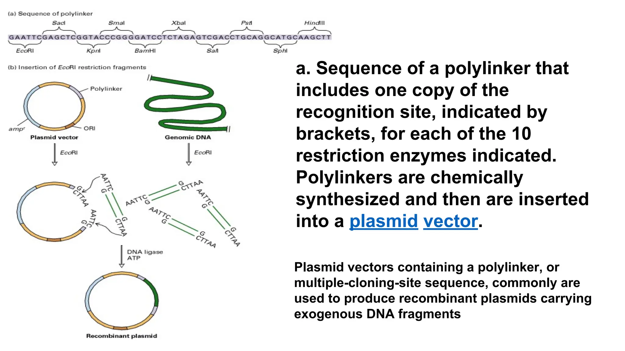 PLASMID DNA PLASMUD VECTOR PLASMID PLASMID | PDF