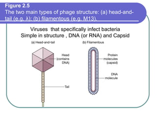 Plasmid and-its-genome-by shahla abid | PPT