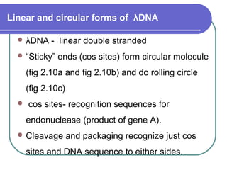 Plasmid and-its-genome-by shahla abid | PPT