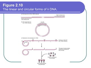 Plasmid and-its-genome-by shahla abid | PPT