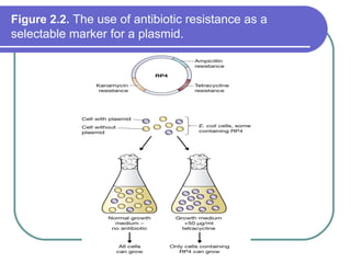 Plasmid and-its-genome-by shahla abid | PPT