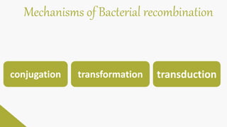 Plasmid and genetic recombination | PPT