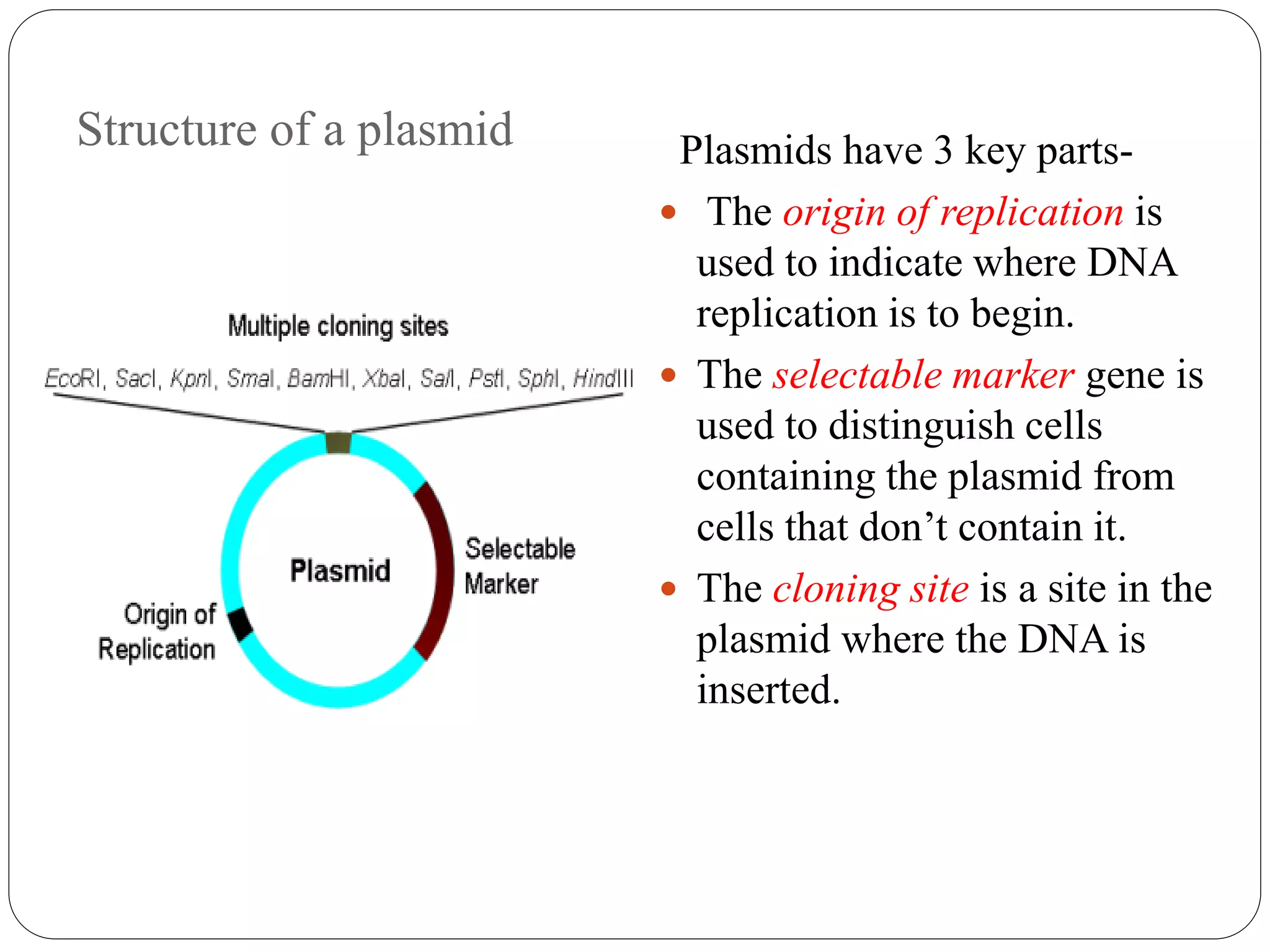 PLASMID AND ITS IMPORTANCE mod.pptx