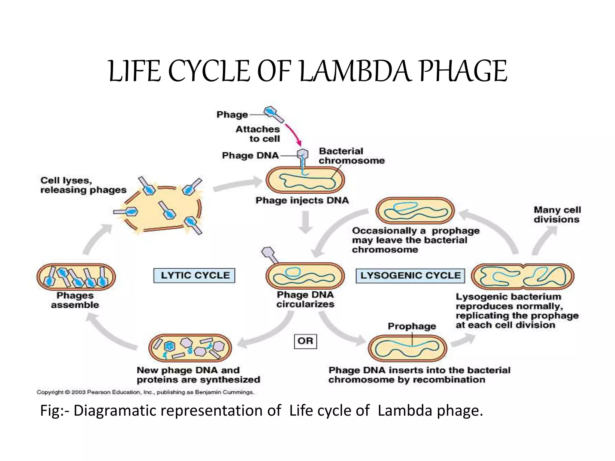 Plasmid and phage vector | PPTX