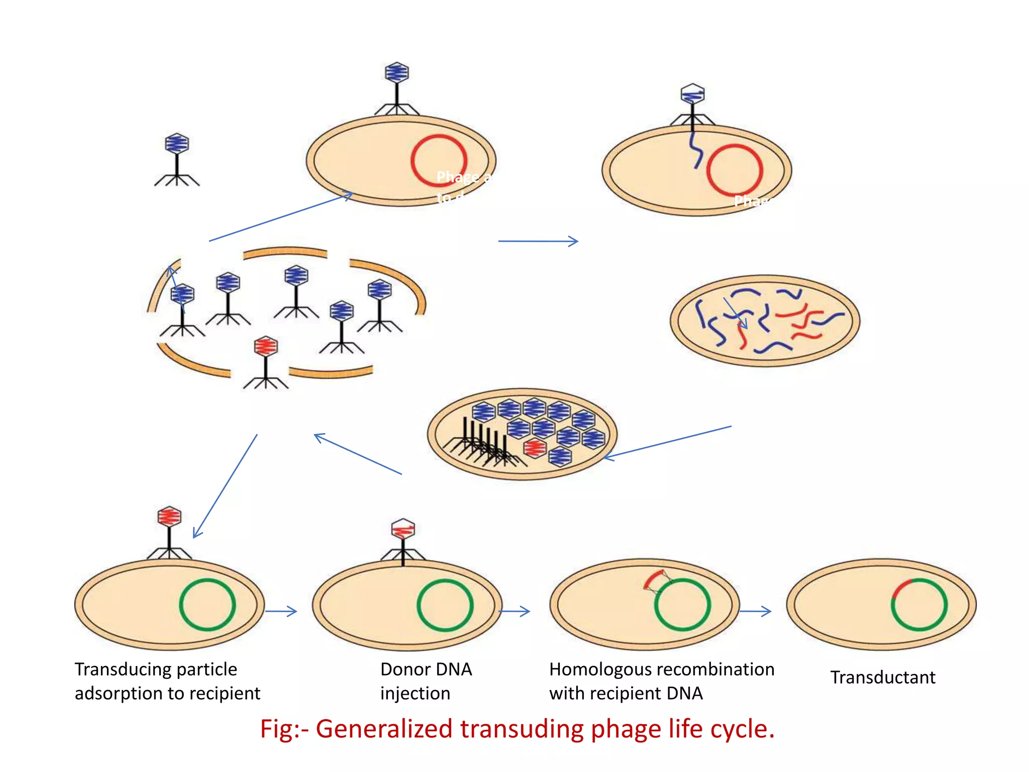 Plasmid and phage vector | PPTX