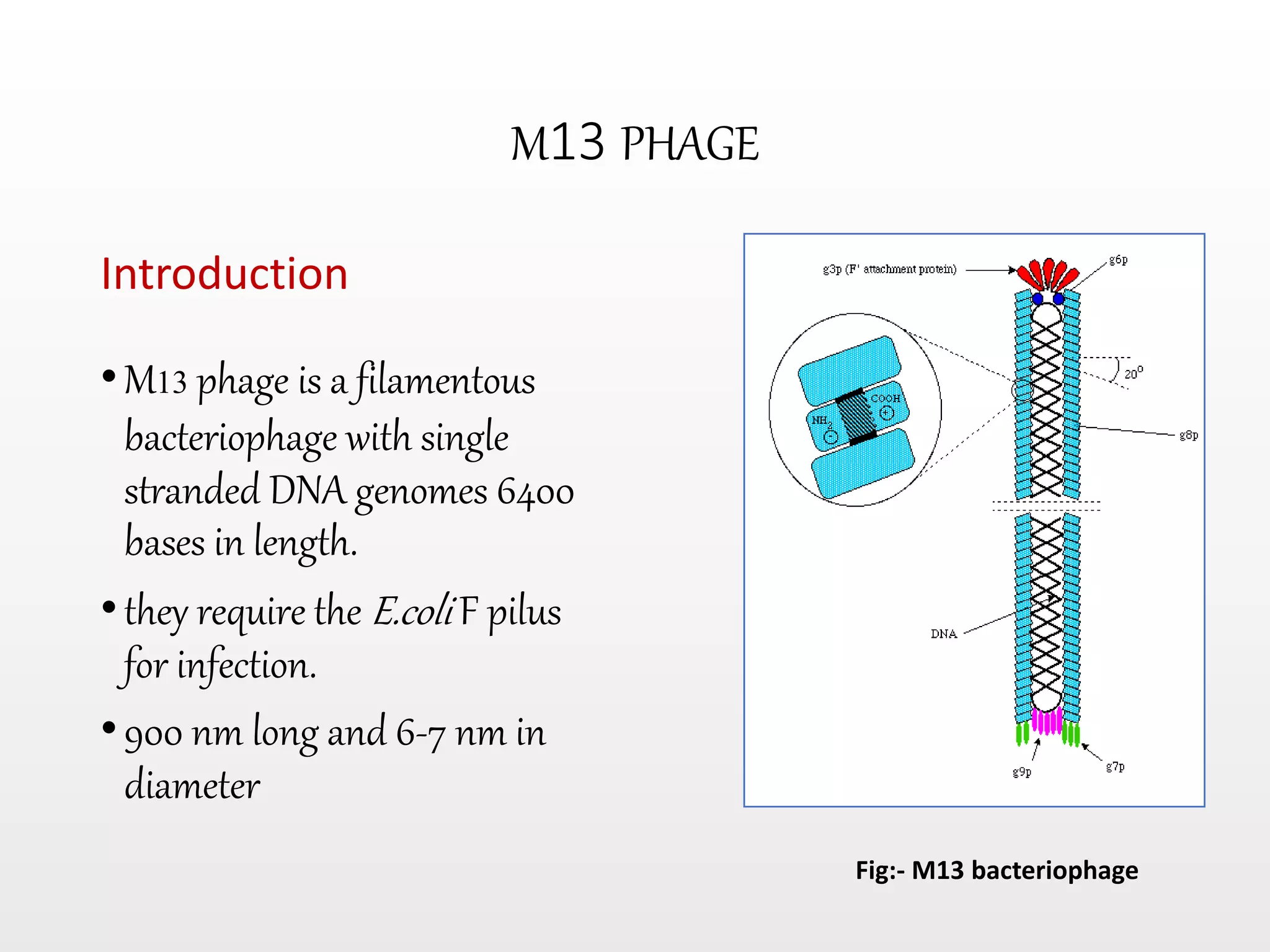 Plasmid and phage vector | PPTX
