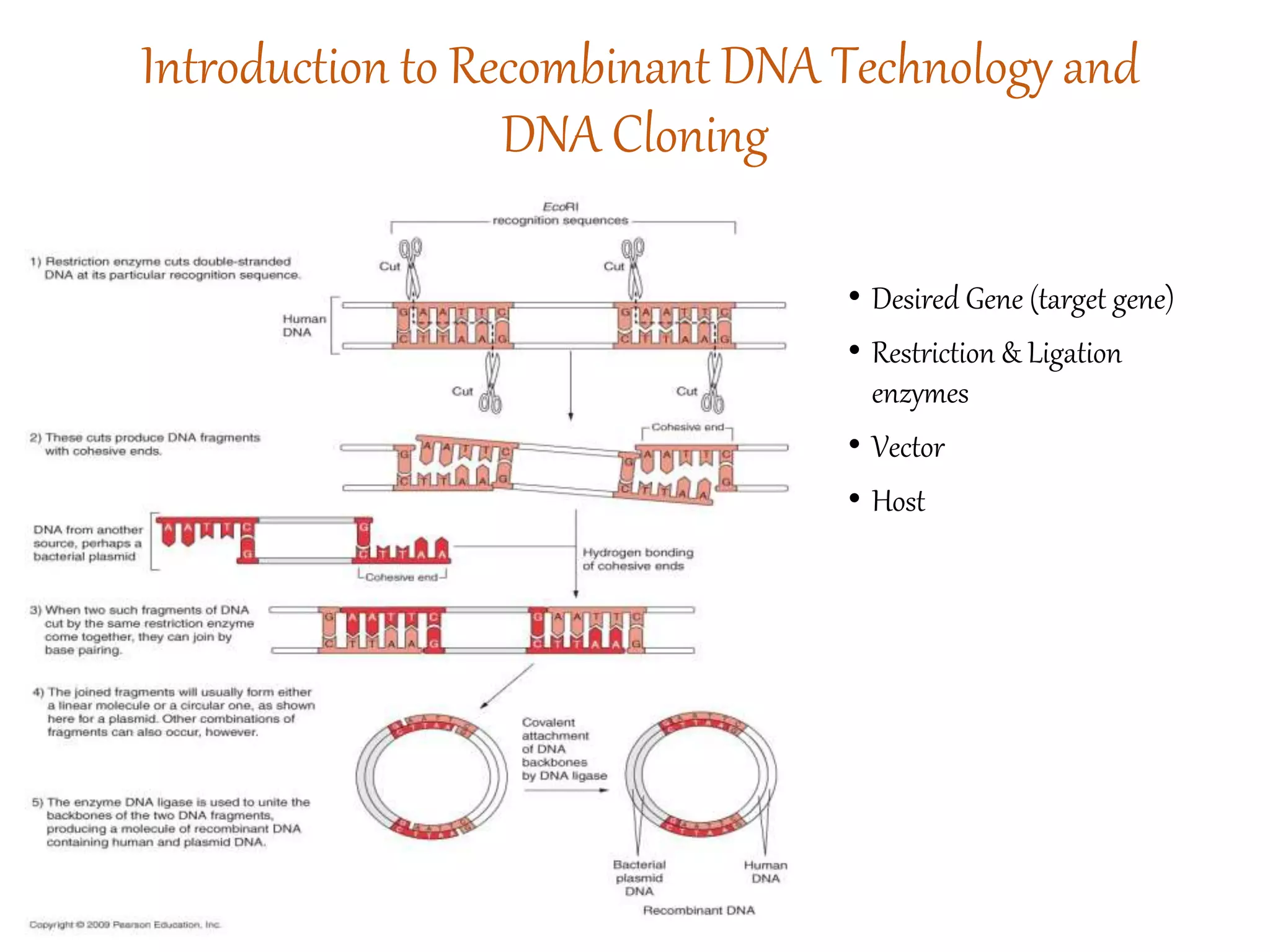 Plasmid and phage vector | PPTX