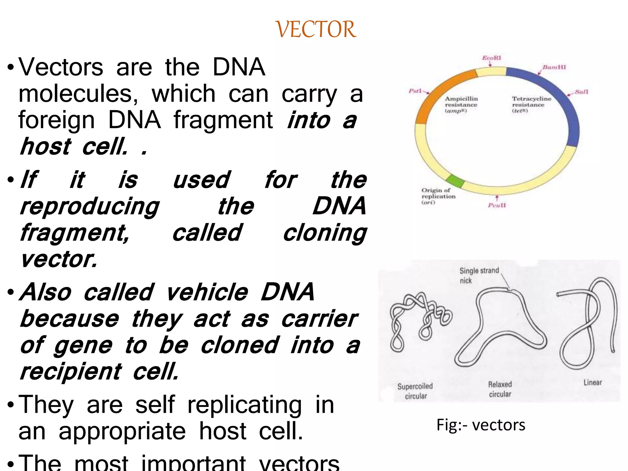 Plasmid and phage vector | PPTX