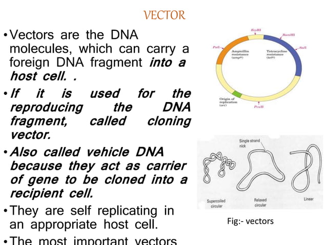Plasmid and phage vector | PPTX