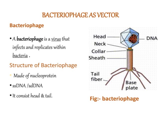 Plasmid and phage vector