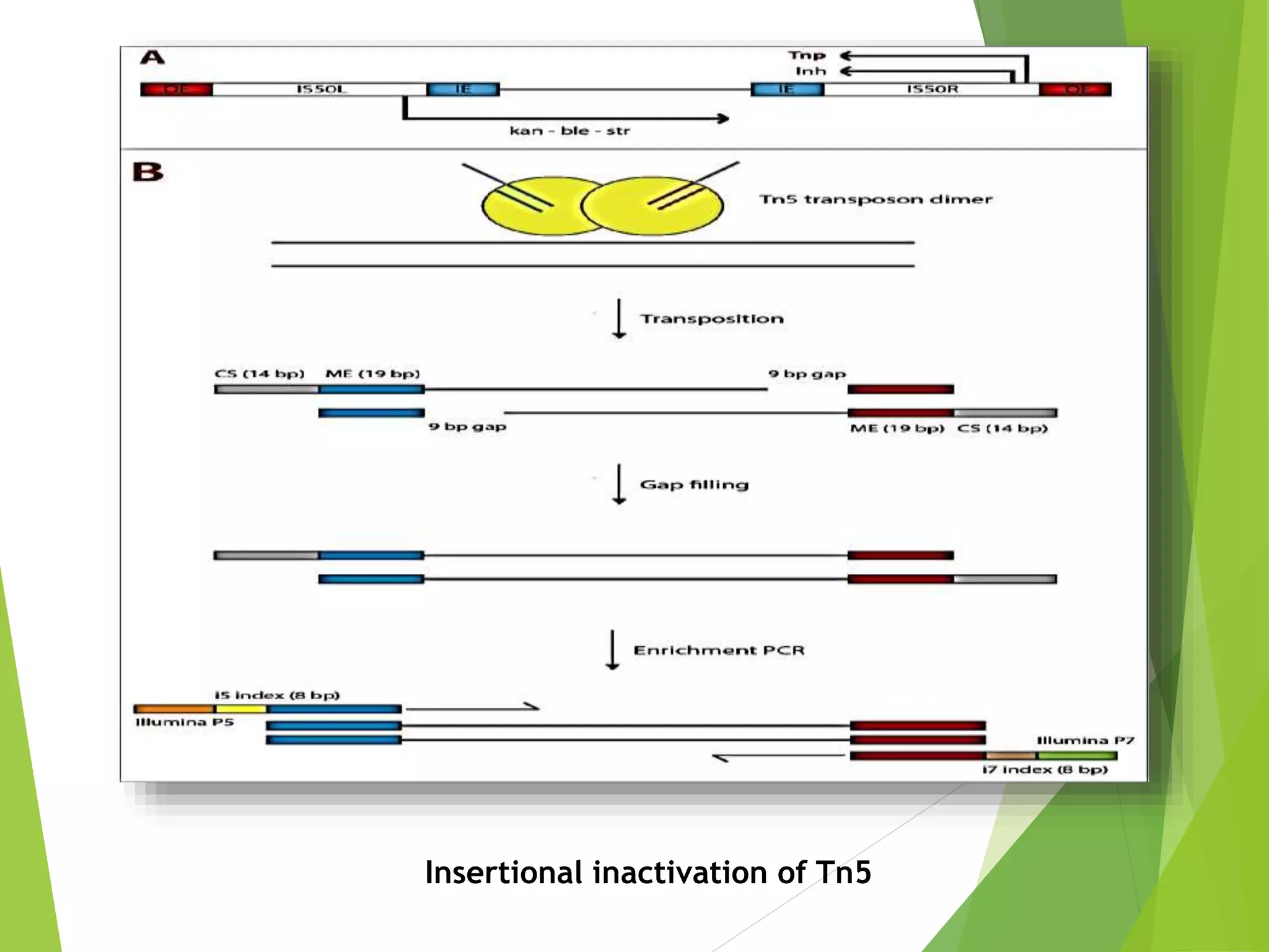 PLASMID BORNE GENE EXPRESSION IN PROKARYOTES.pptx