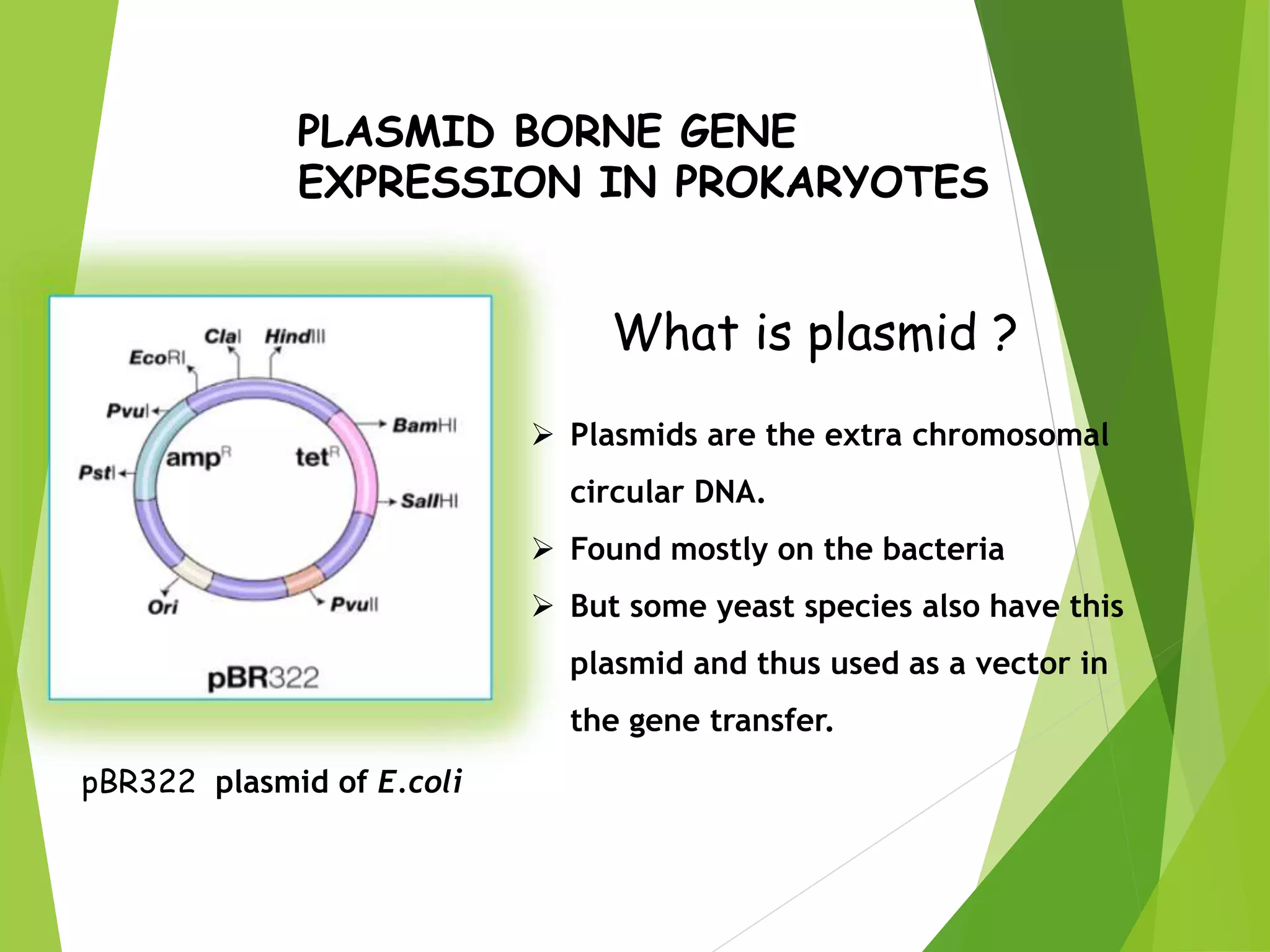 PLASMID BORNE GENE EXPRESSION IN PROKARYOTES.pptx