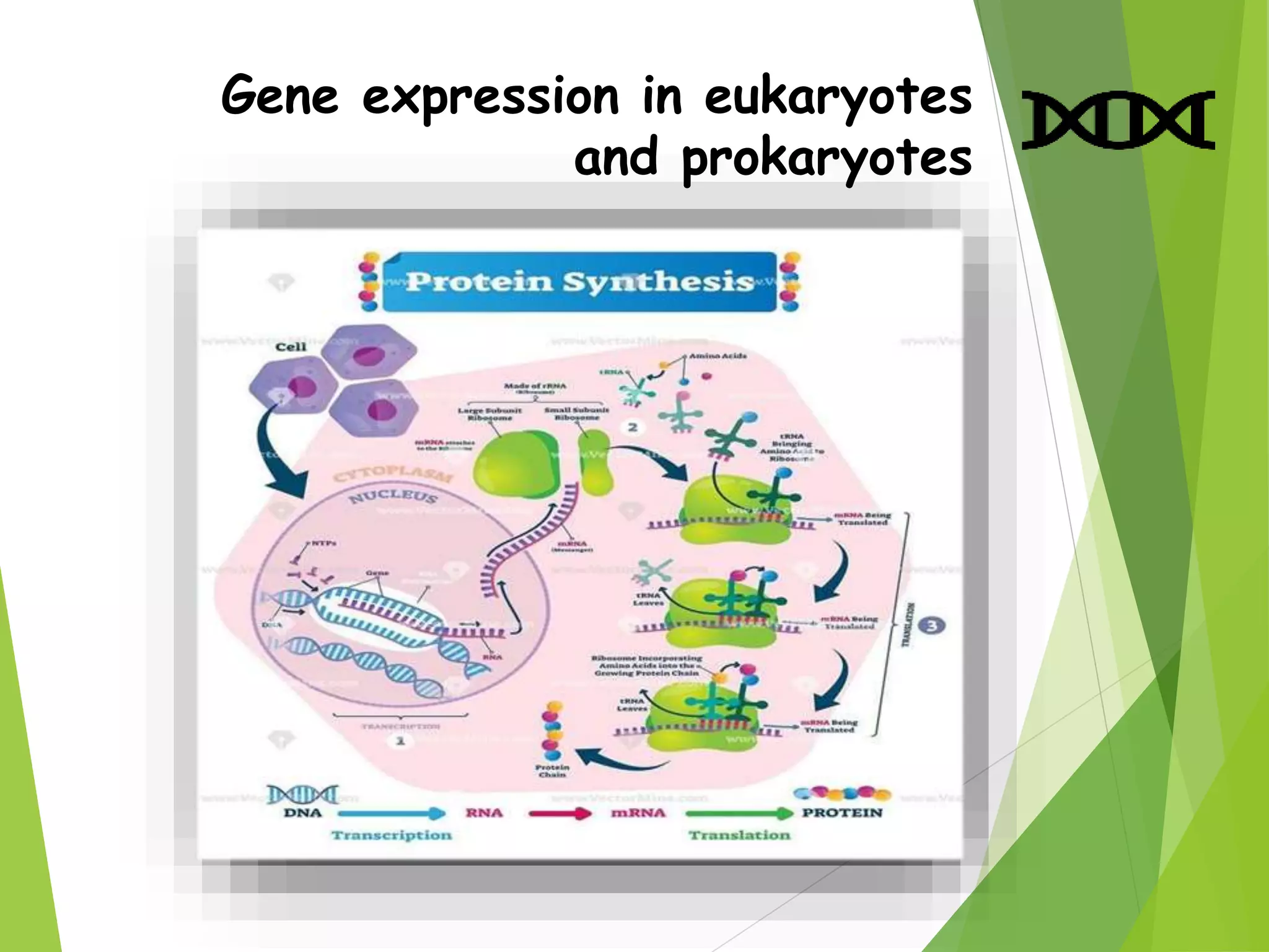 PLASMID BORNE GENE EXPRESSION IN PROKARYOTES.pptx