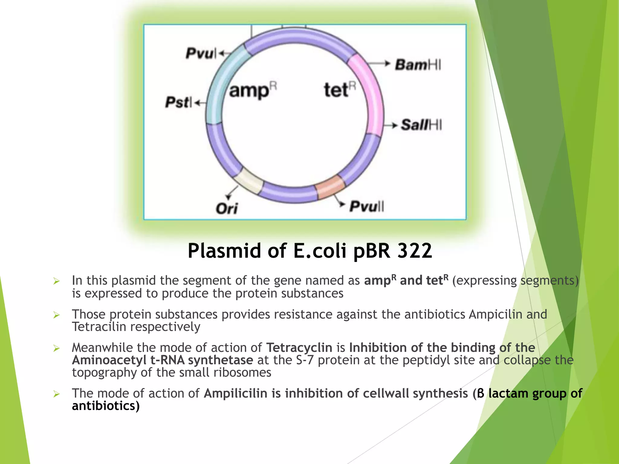 PLASMID BORNE GENE EXPRESSION IN PROKARYOTES.pptx