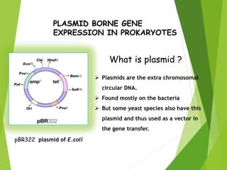 PLASMID BORNE GENE EXPRESSION IN PROKARYOTES.pptx