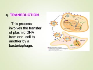 Plasmid by ASNAD KHAN | PPT