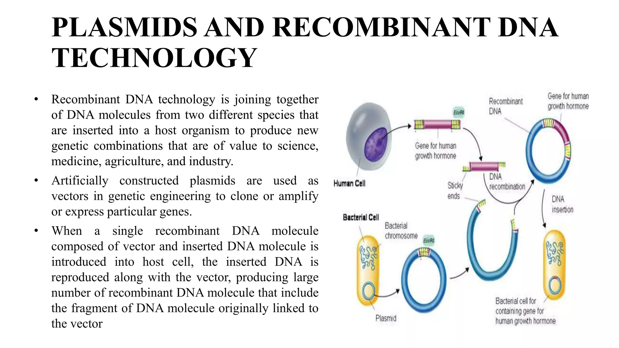 Plasmid | PPTX