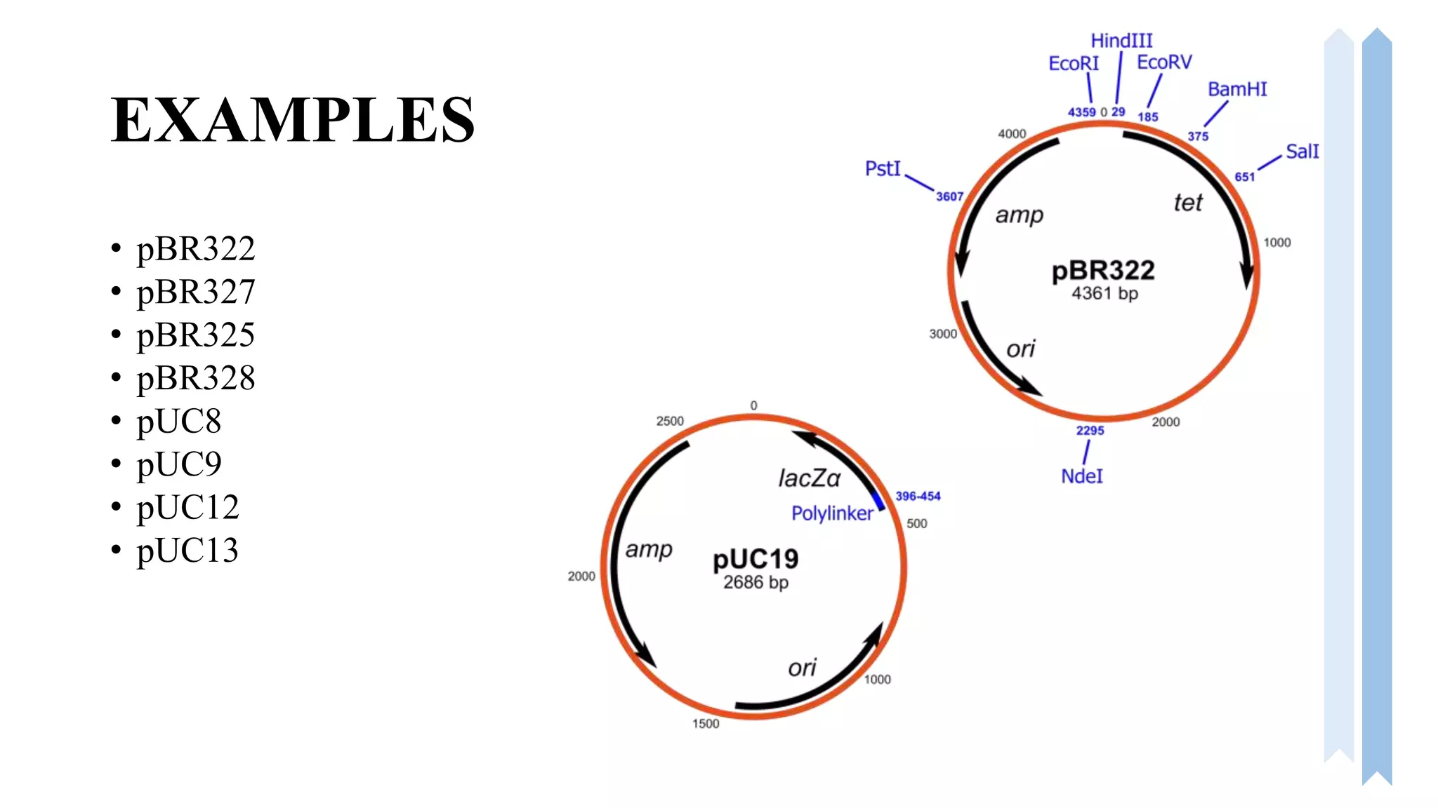 Plasmid | PPTX
