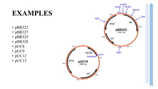 Plasmid | PPTX