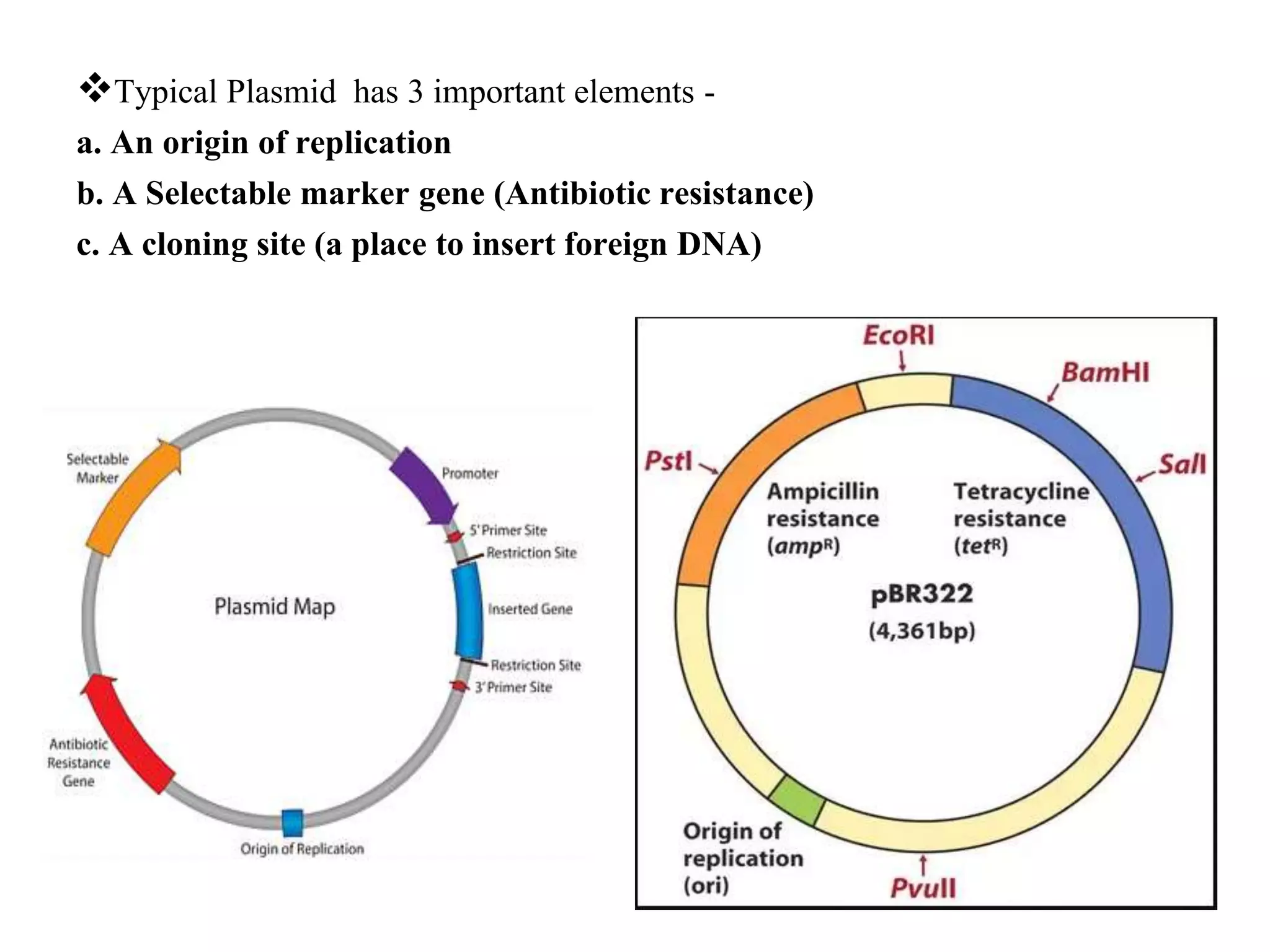 Plasmid genetics | PPTX