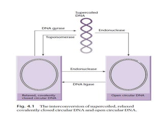 Plasmid genetics | PPTX