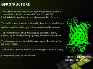 plasmid, green flourescence protein.pptx