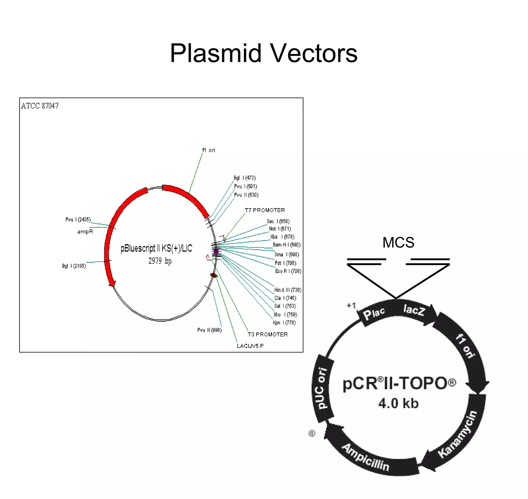 Plasmid isolation | PPT