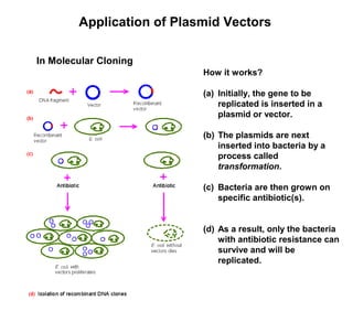 Plasmid isolation | PPT
