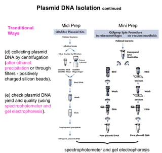 Plasmid isolation | PPT