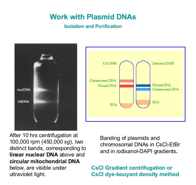 Plasmid Isolation