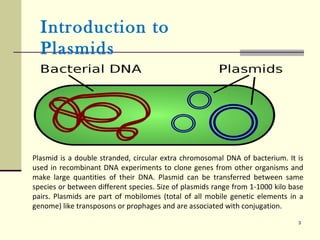 Plasmid isolation | PPT